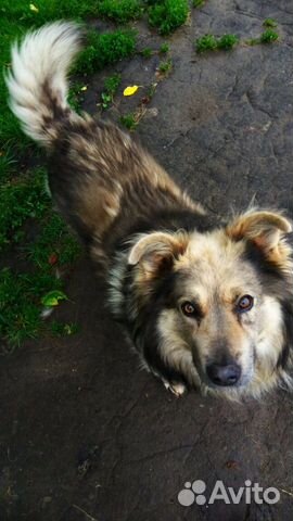 Сторожевой пёс для охраны