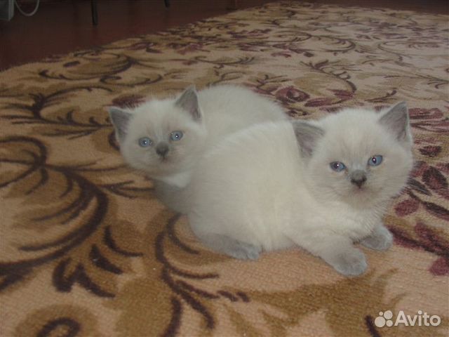 Продам котят белые-блю поинт невская маскарадная