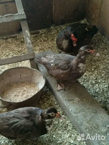 Индоутки семья