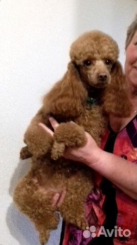 Помёт карлик+той пудель