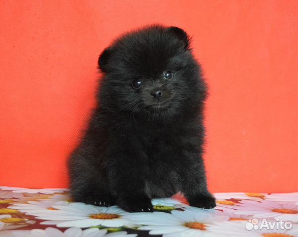 Маргарет плюшевое чудо