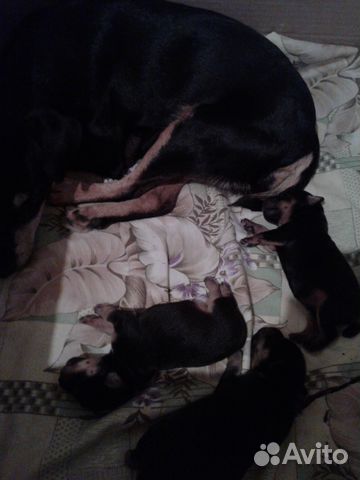 Продаются щенки ягдтерьера