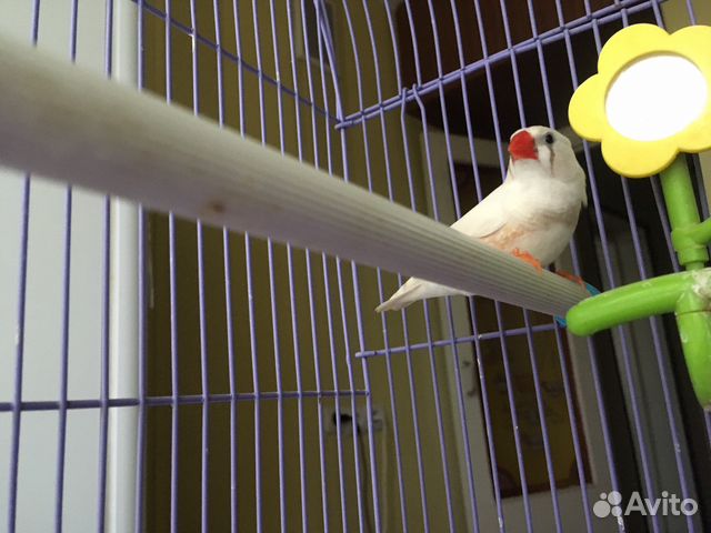 Отдам в хорошие руки птичку