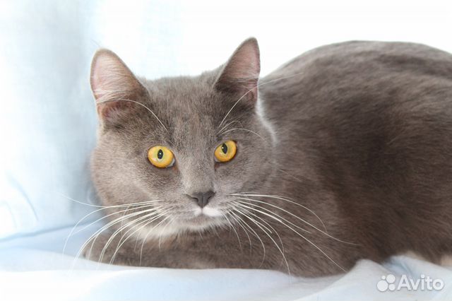 Кот Дымка ищет семью