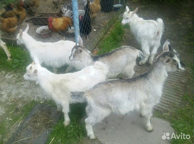 Коза. Козлятки и козочки