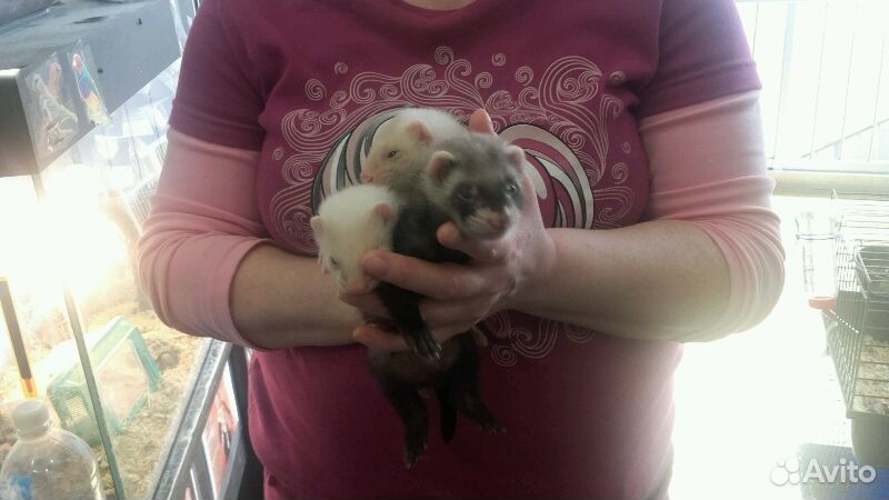 Хорьки, абсолютно ручные малыши