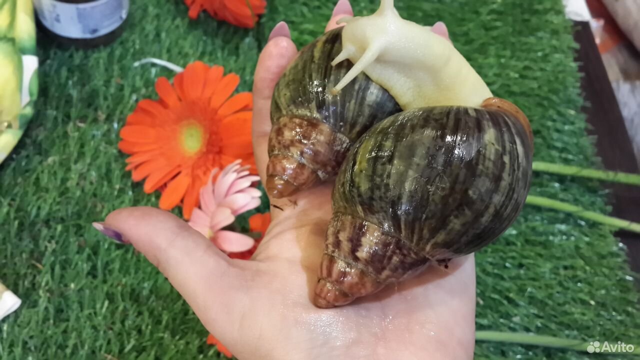 Гигантские африканские улитки