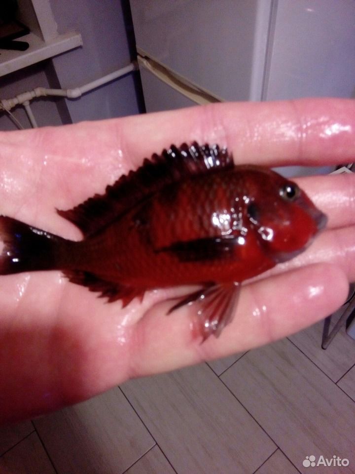 Трофеус Молиро. Анциструс Золотой