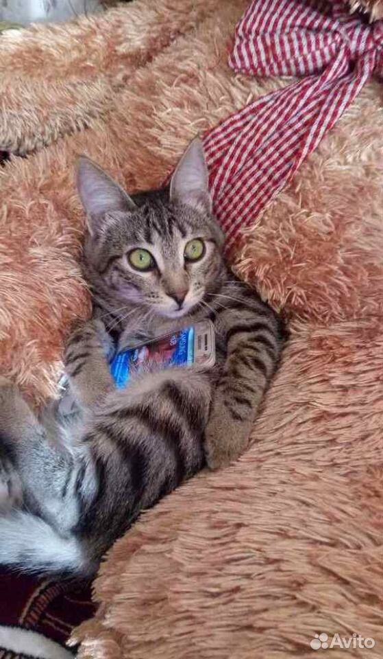 Мура - молодая красотка в добрые руки