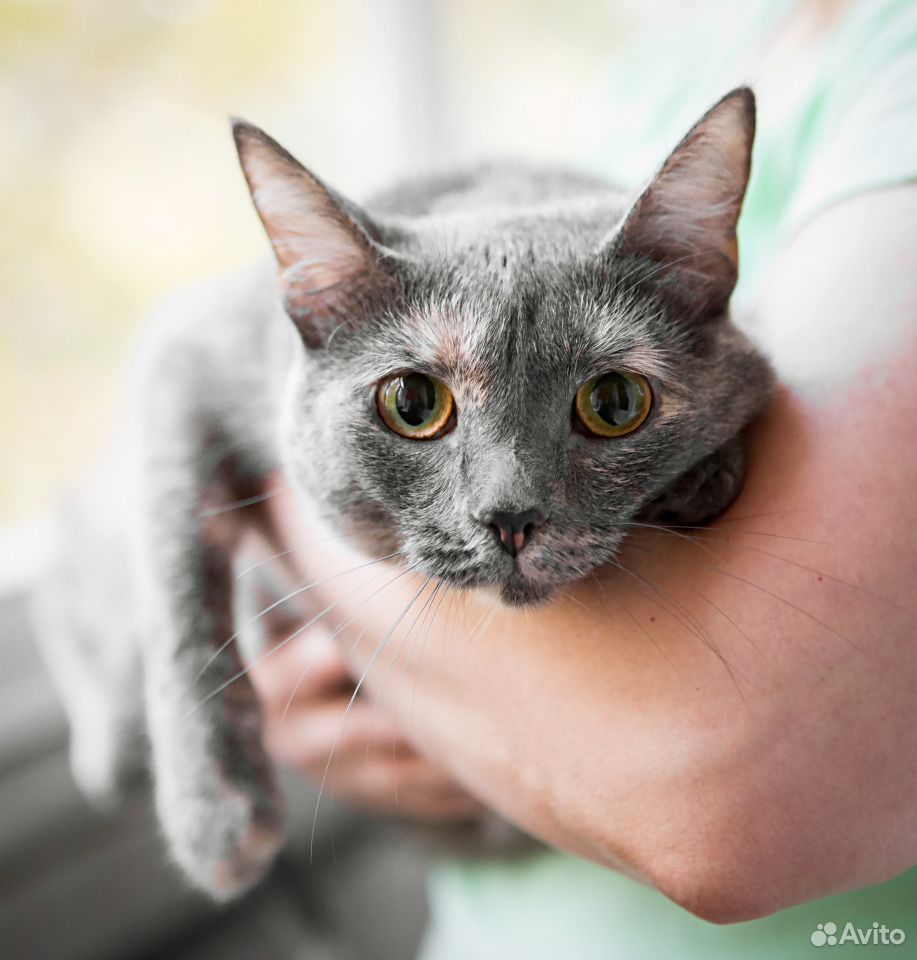 Кошечка Катюша