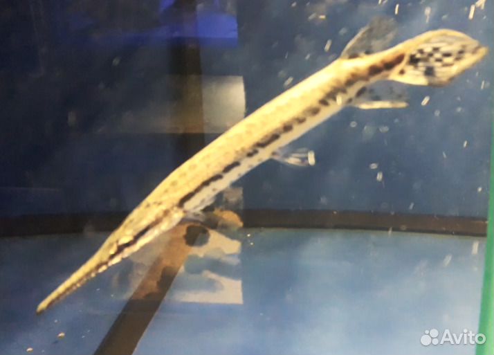 Панцирная щука