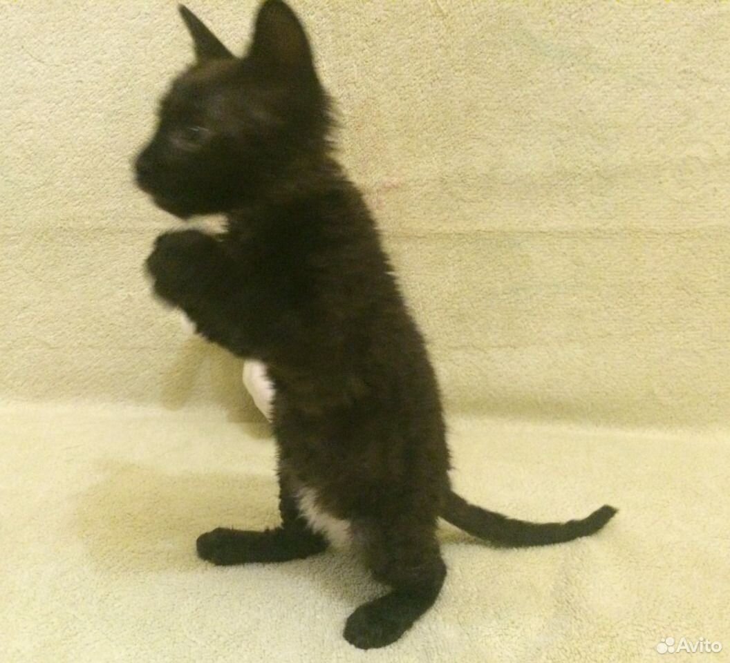 Знакомьтесь, Джо Блэк) Подарок для аллергиков