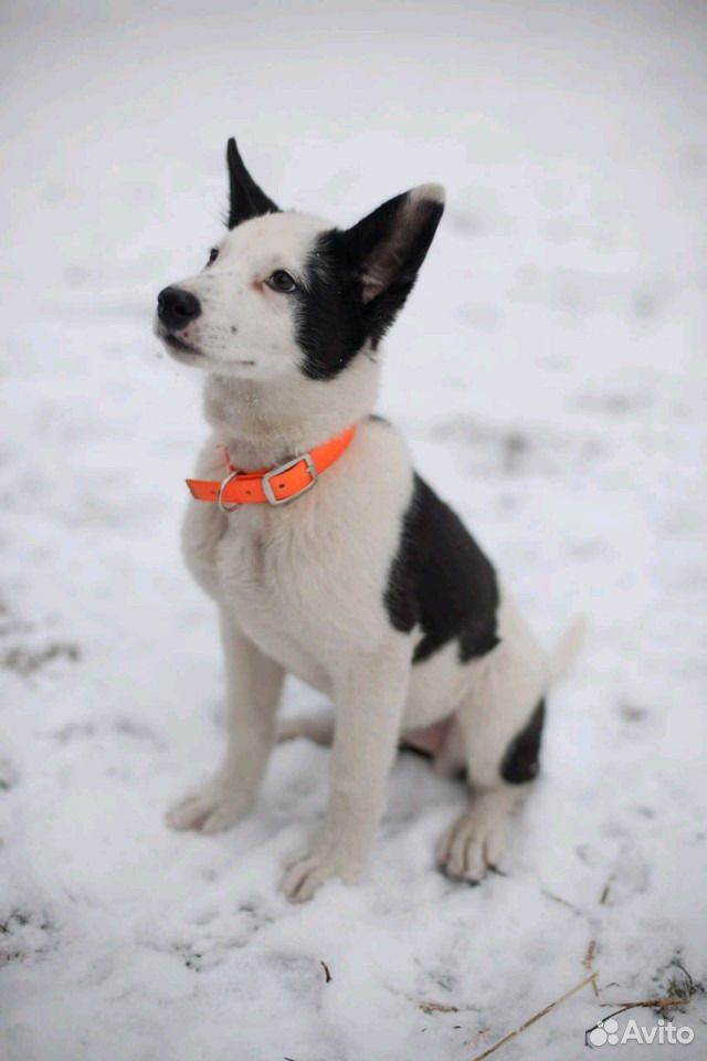 Лола, 3мес, знает команды В дар