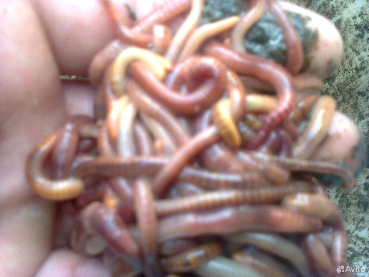 Червь -Старатель