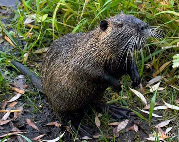 Нутрия