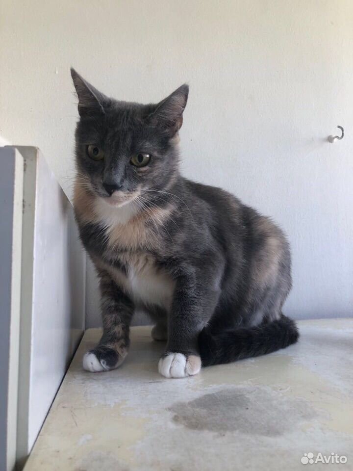 Кошечка Вишня