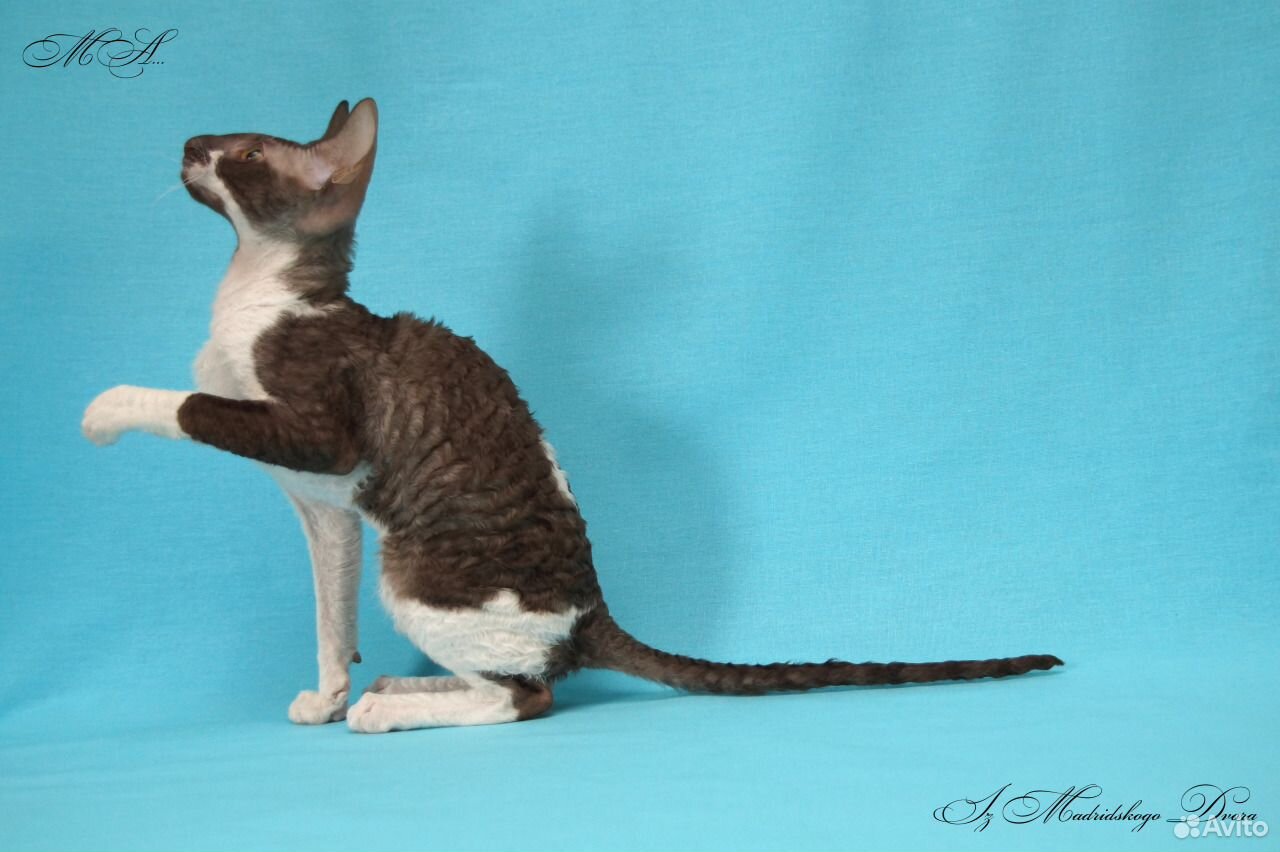 Котята Корниш Рекс - шоколадный десерт