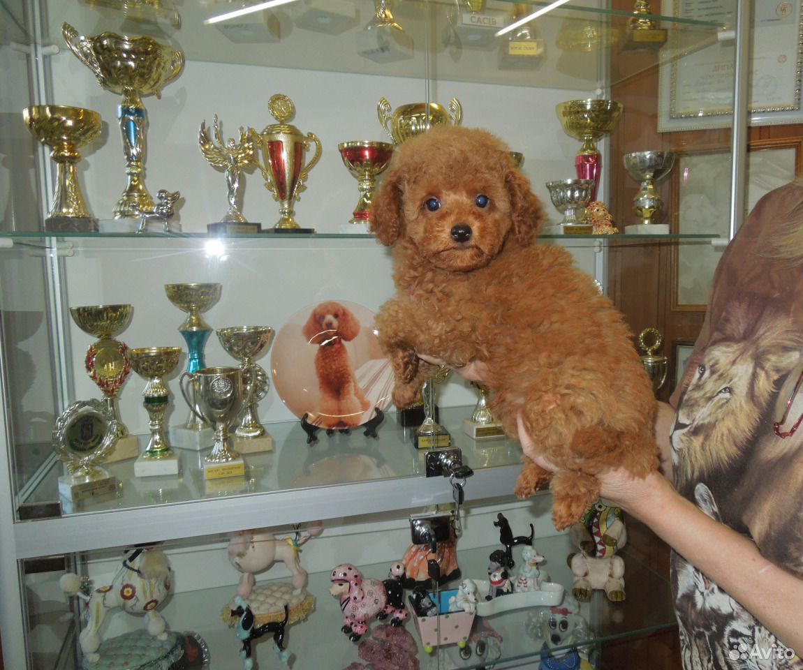 Миниатюрные и той-пудели для выставок и для души