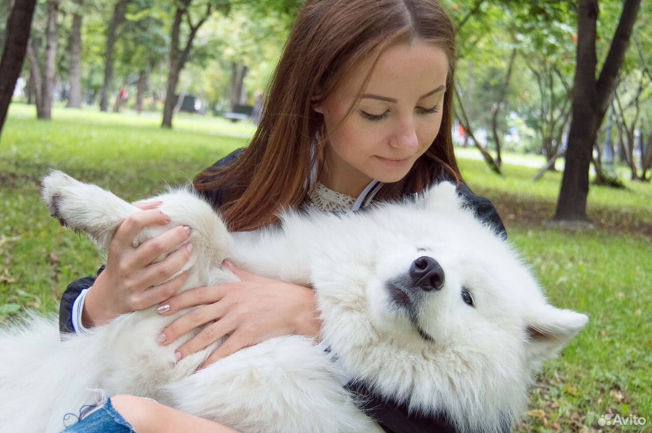 Красивый Самоед для вязки