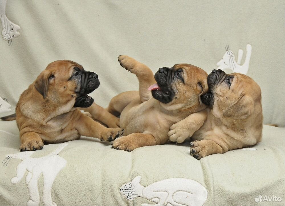 Малыши бульМастифа