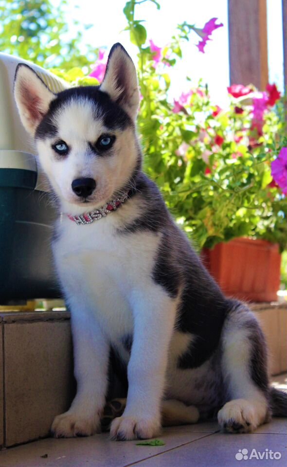 Ласковая черно-белая девченка