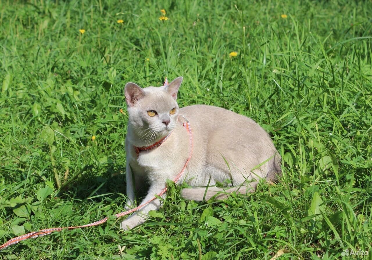 Лиловый котенок Бурма