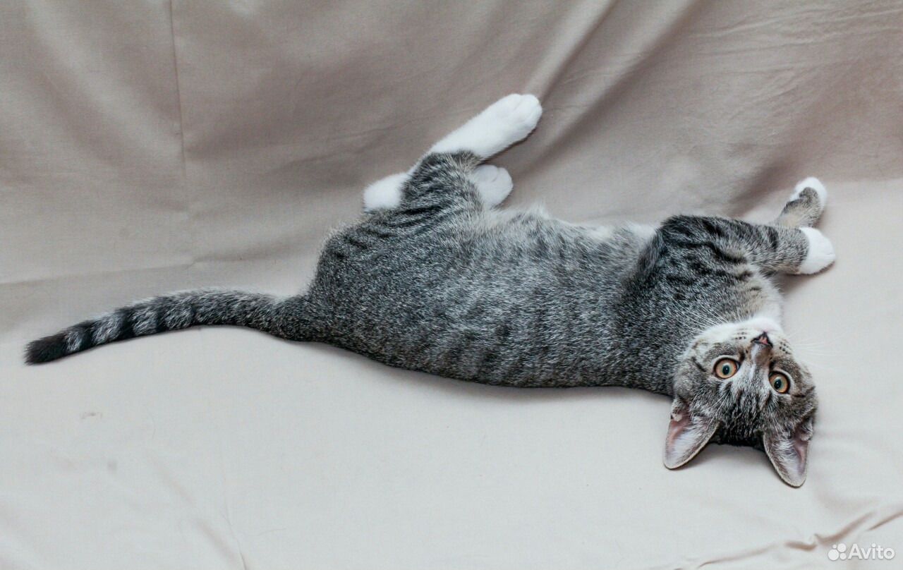 Котенок Малыш ищет свою семью