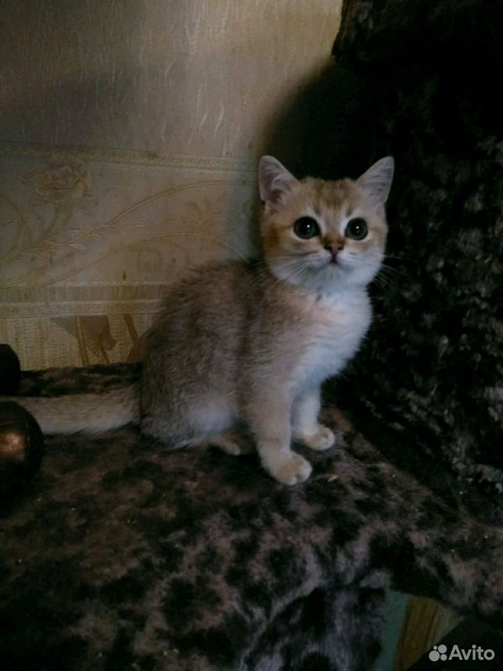 Золотая шиншилла
