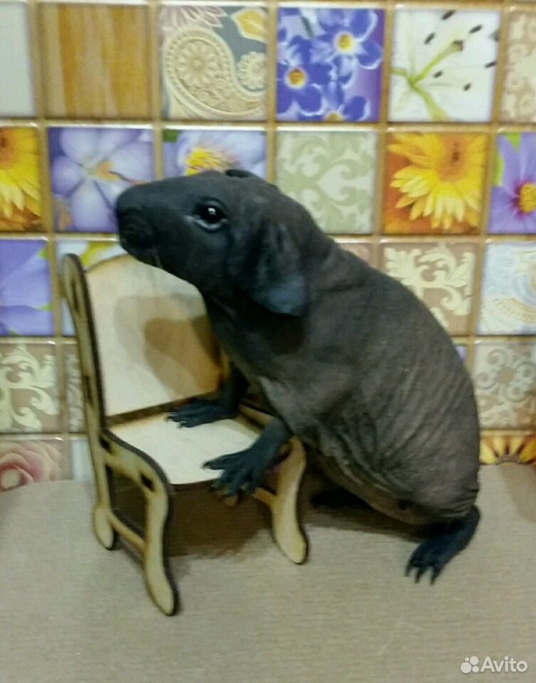 Болдуин, морская свинка