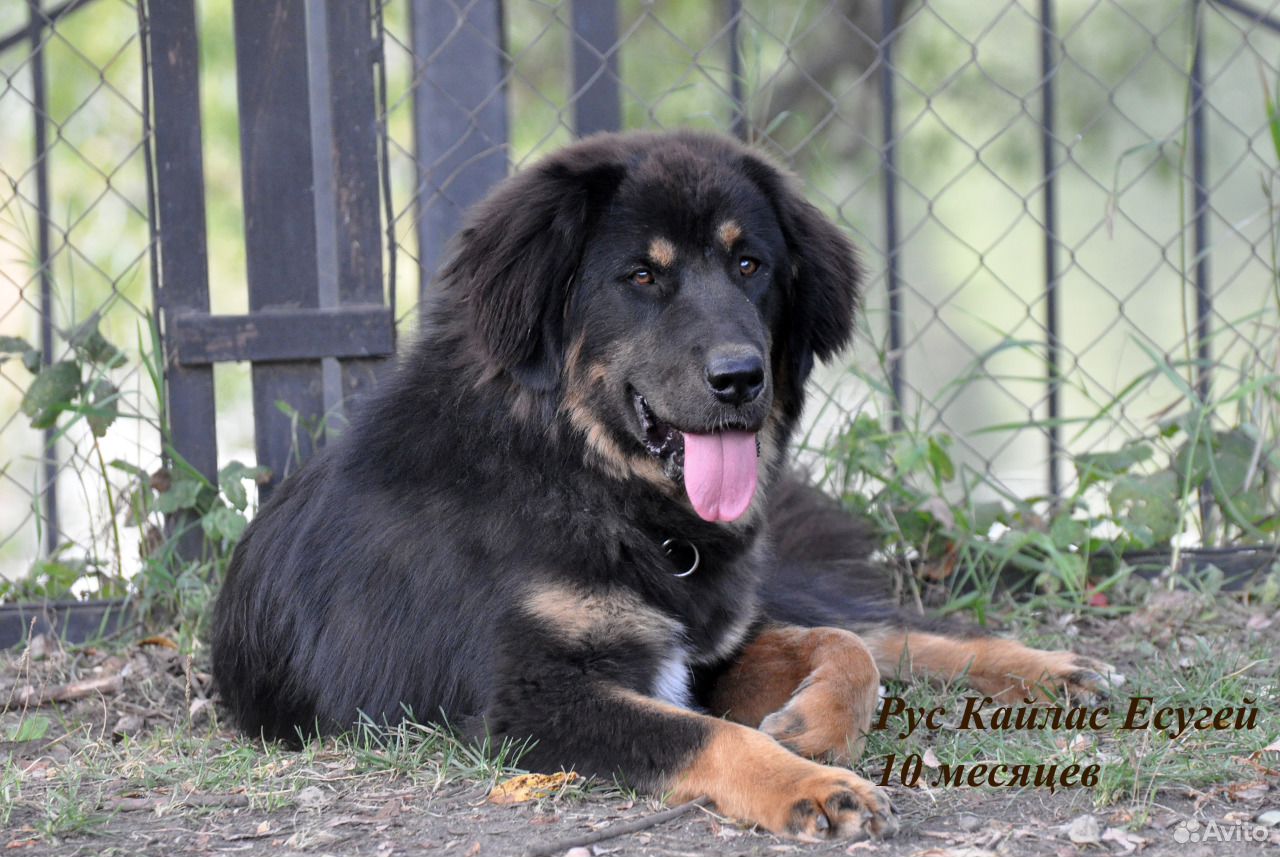 Щенки бурят-монгольской собаки/волкодава (хотошо