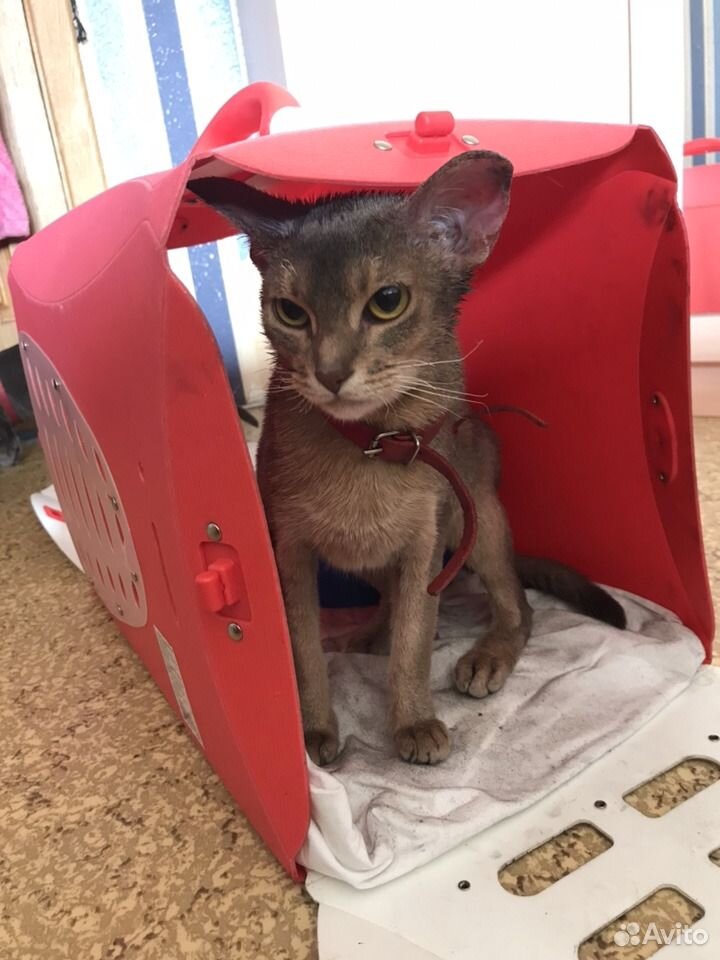 Породистые кошки в добрые руки