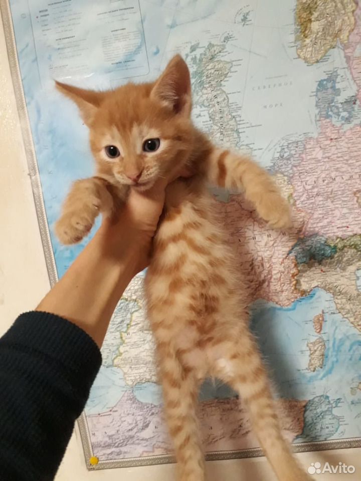 Рыжий полосатый