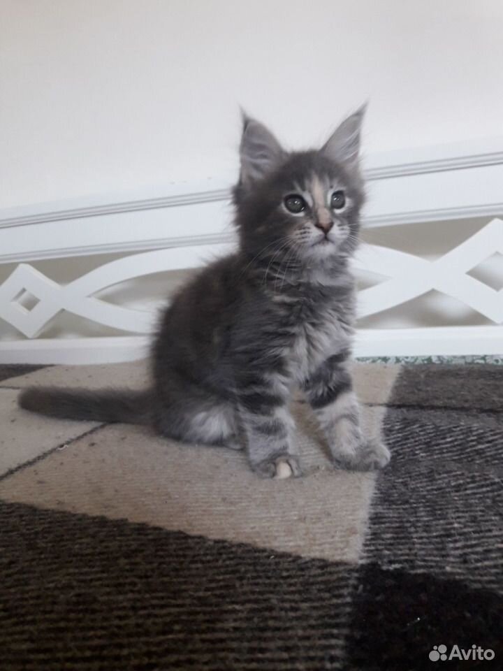 Суперкотёнок