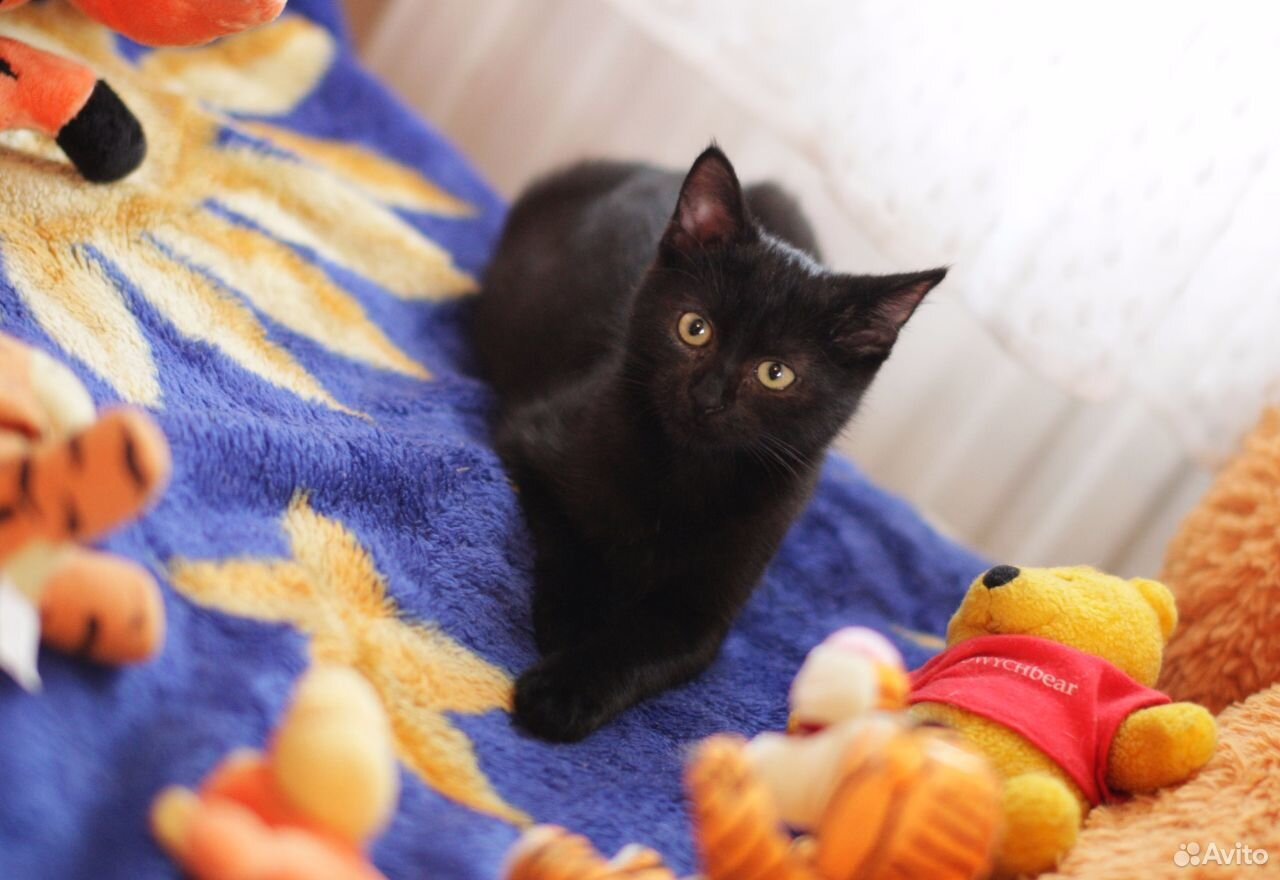 Пристраивается котеночек(4 месяца)