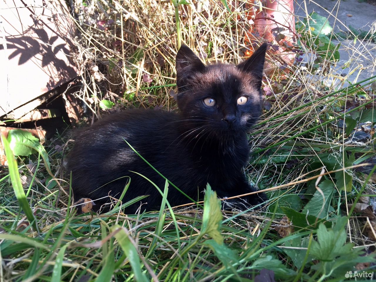 Котейчики ищут дом