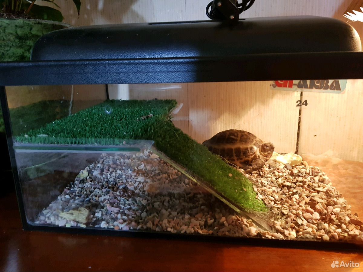 Сухопутная черепаха