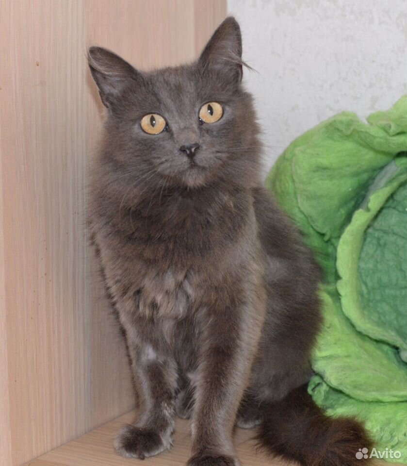 Красавица Синди ищет дом