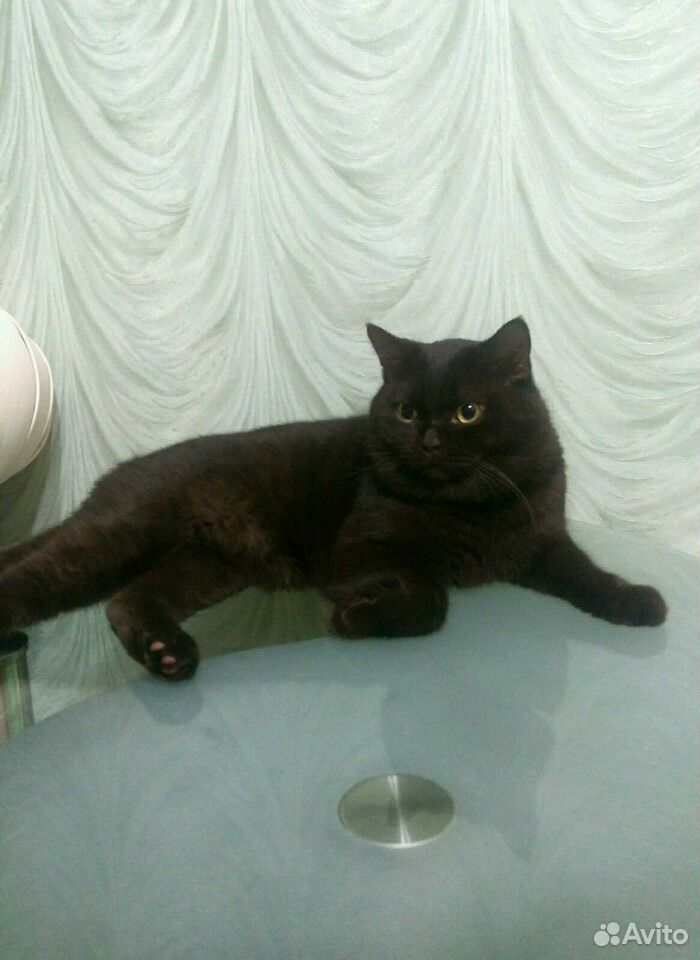 Вязка кот. Шоколадный британец