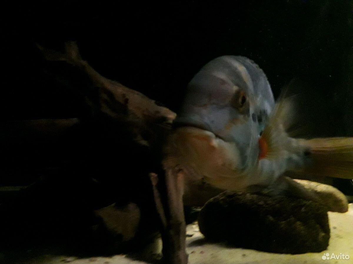 Пситтакус (пситакус хопларх psittacus)