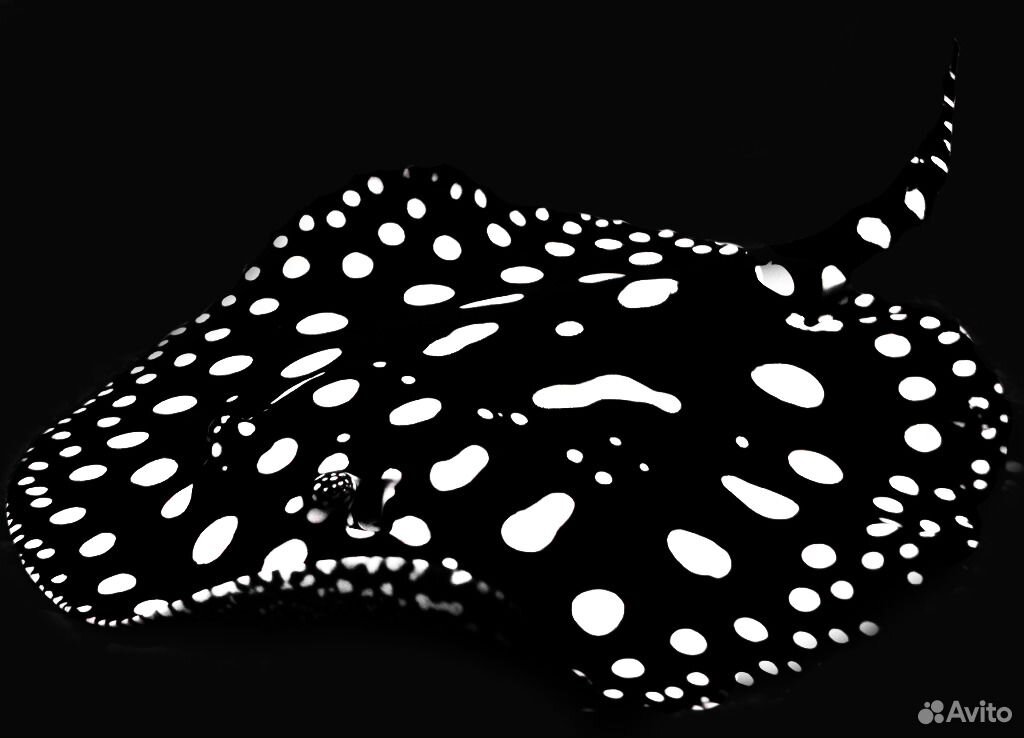 Скаты Leopoldi Black Diamond собств. разведения