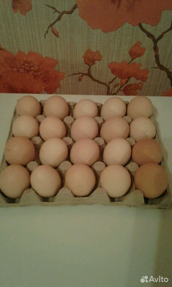 Инкубационное яйцо мясо-яичных кур