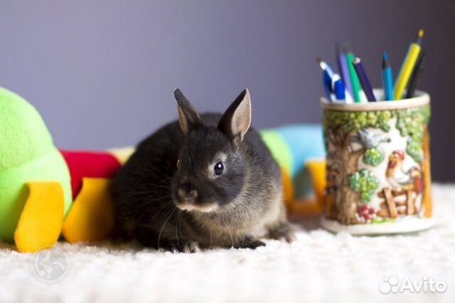 Очаровательныые миноры - черный оттер