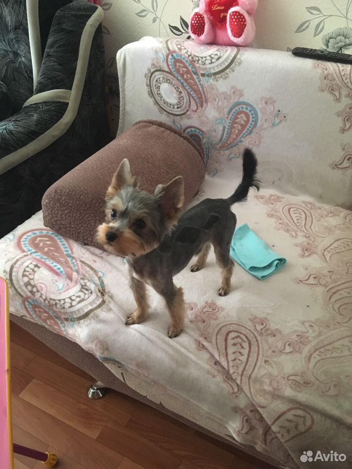 Вязка мини Йорка