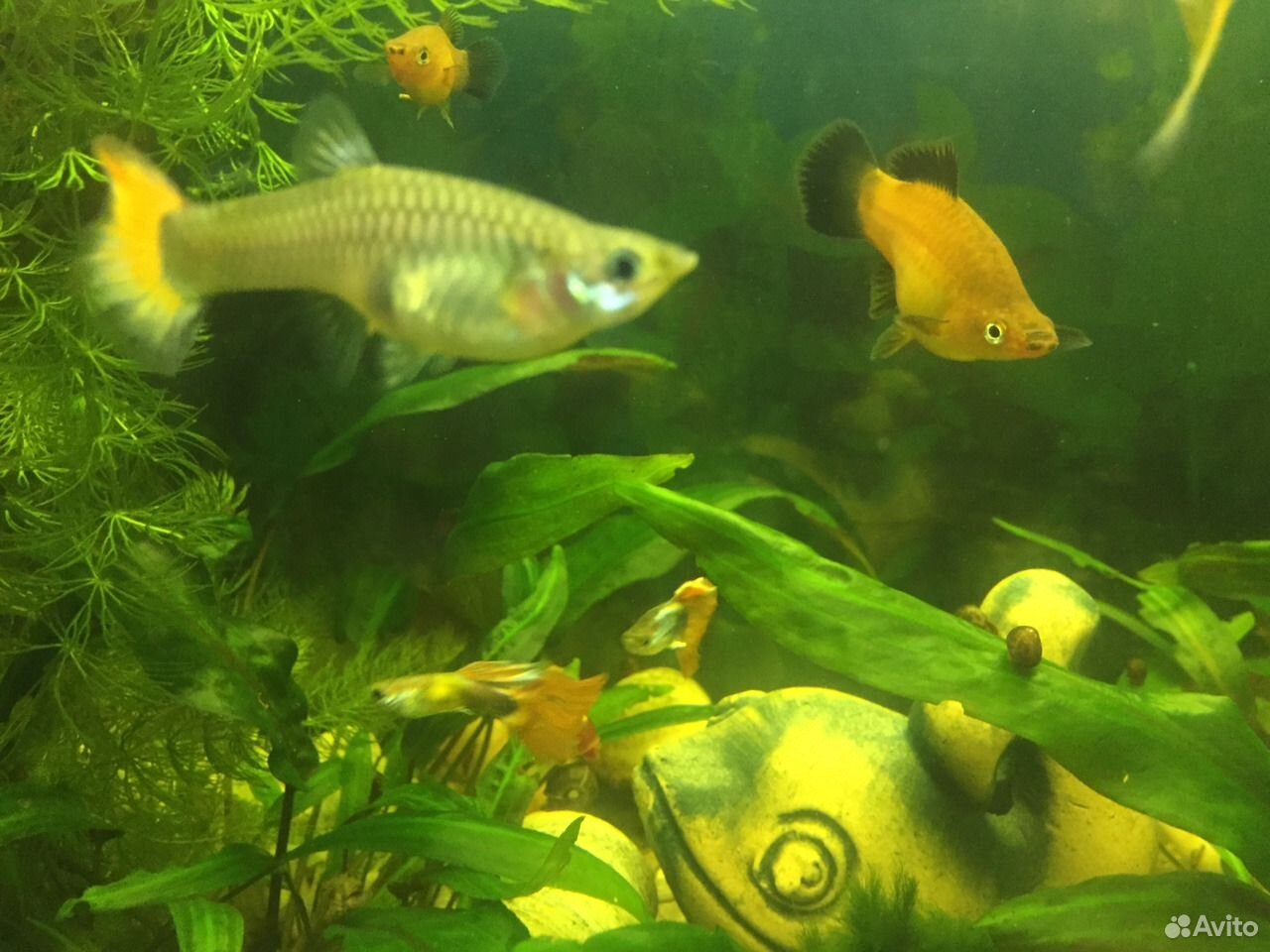 Улитки, гуппи, меченосцы, растения