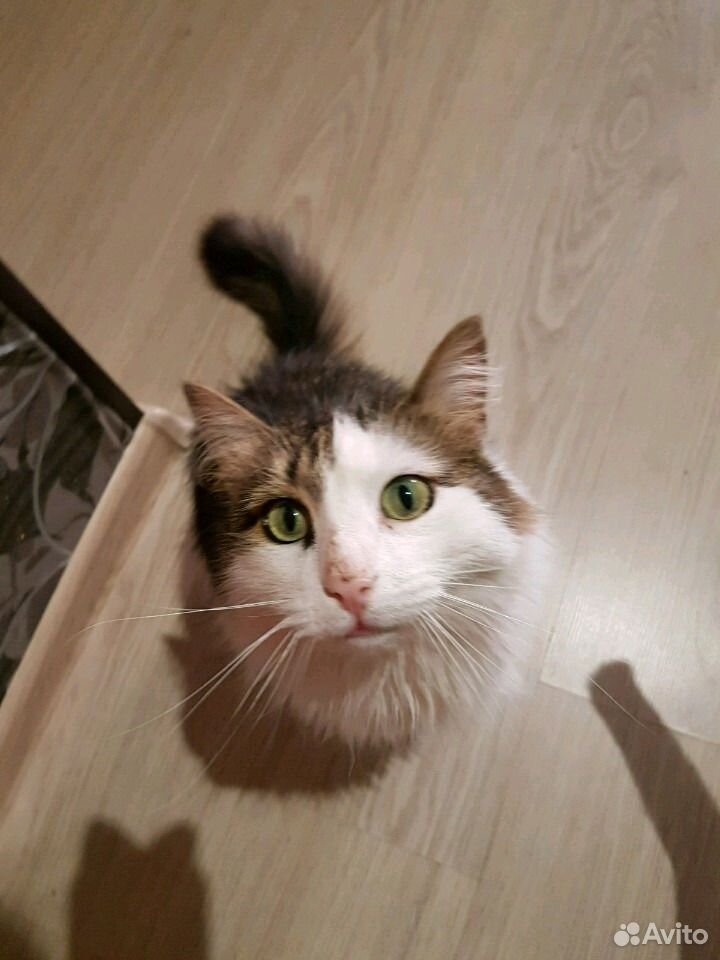 Котик ищет дом