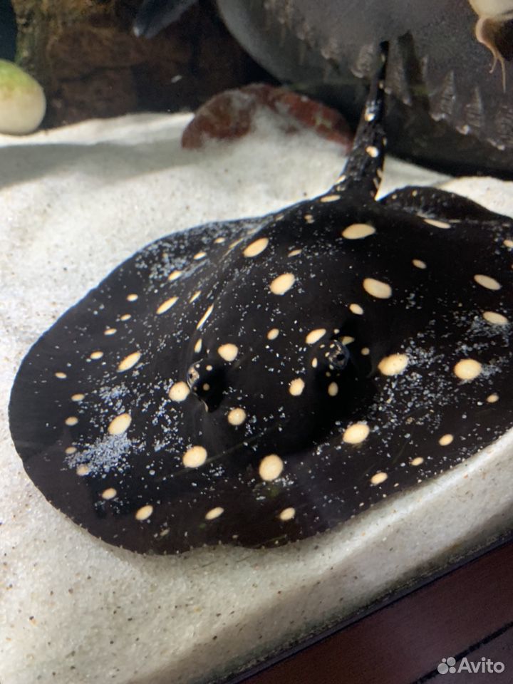 Скат Леопольди самка