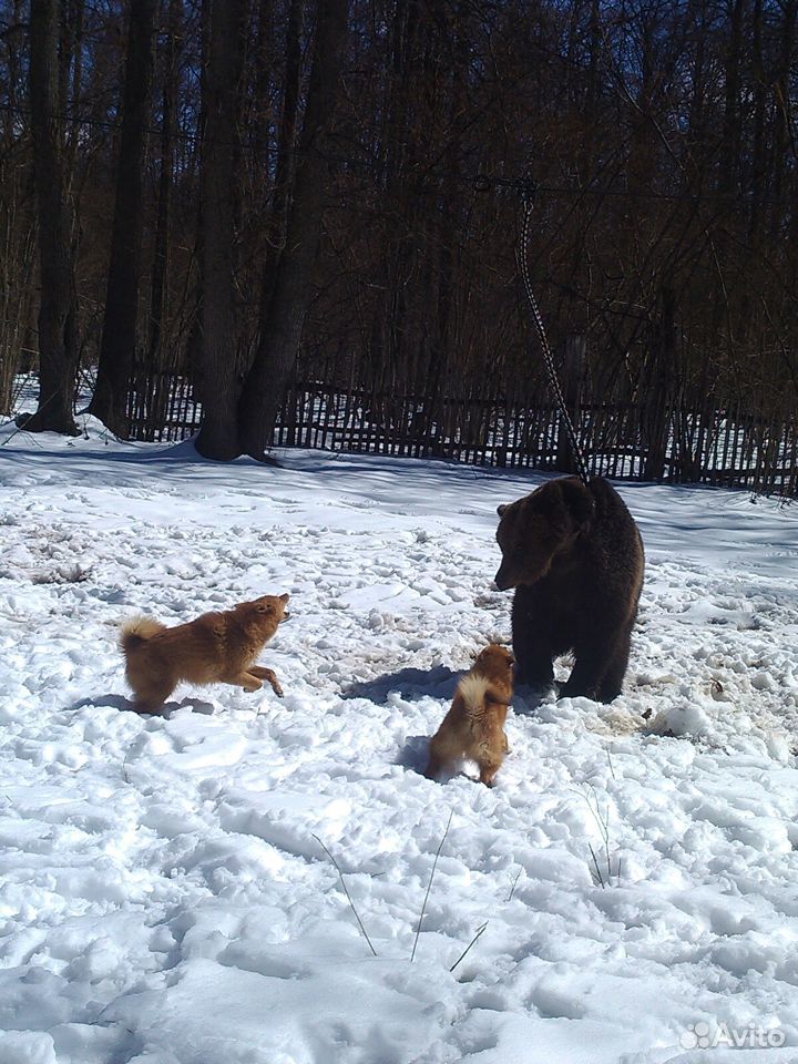 Продам щенков карело-финских лаек