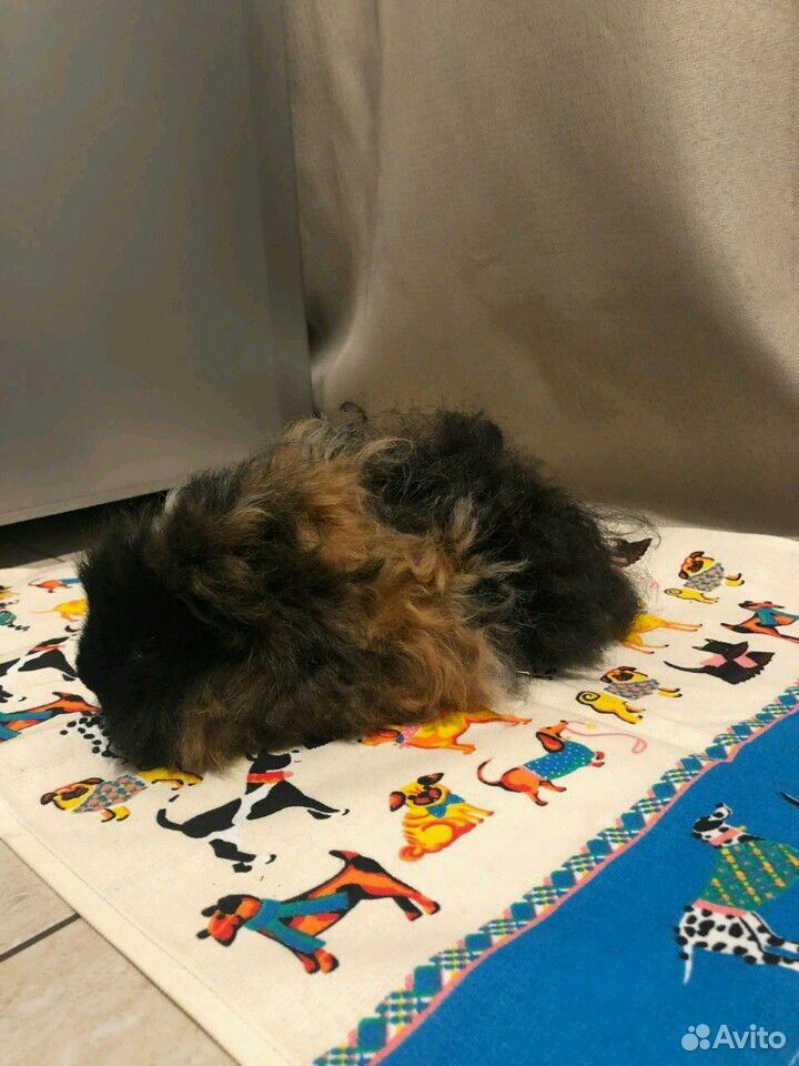 Альпака морская свинка