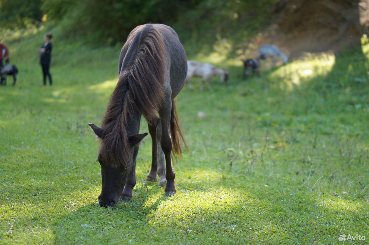 Кобыла пони