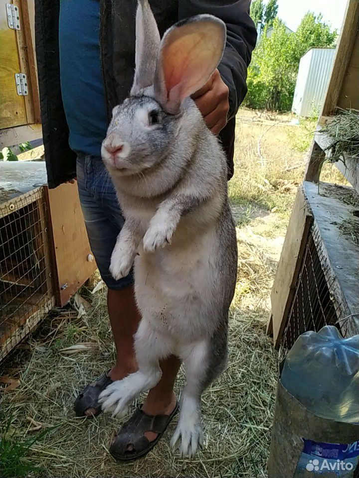 Кролики,самки взрослые,крольчата